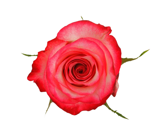 Blitz - Tawi Village