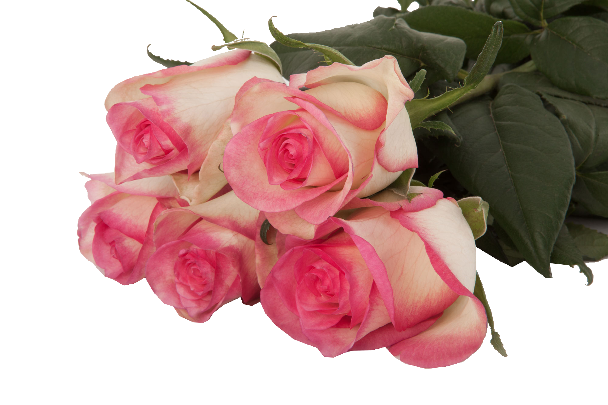 Sovereign - Tawi Village