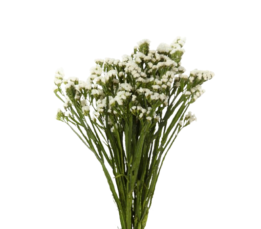 Statice White - Tawi Village